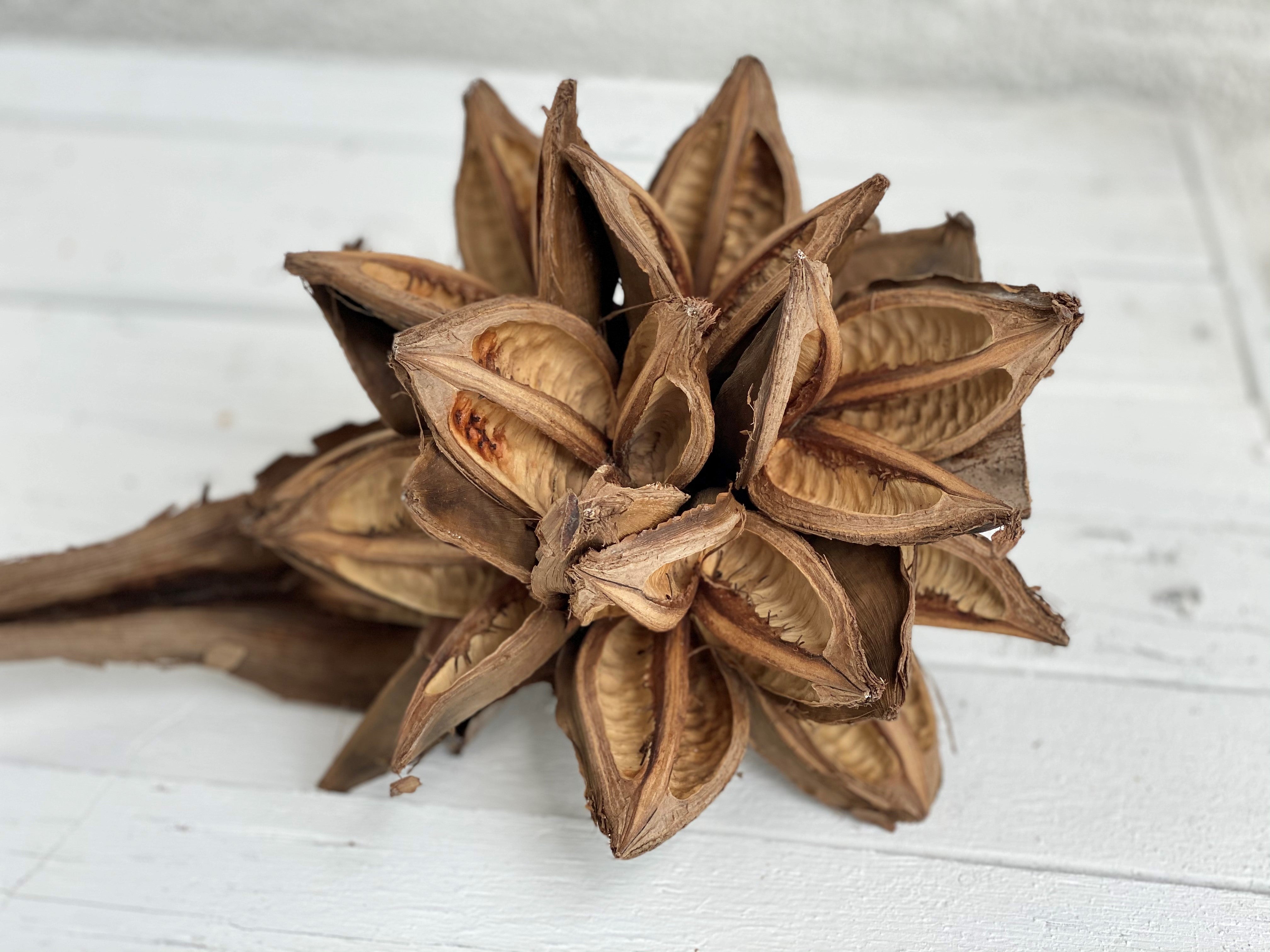 Star Pod In Natural – Material Possessions